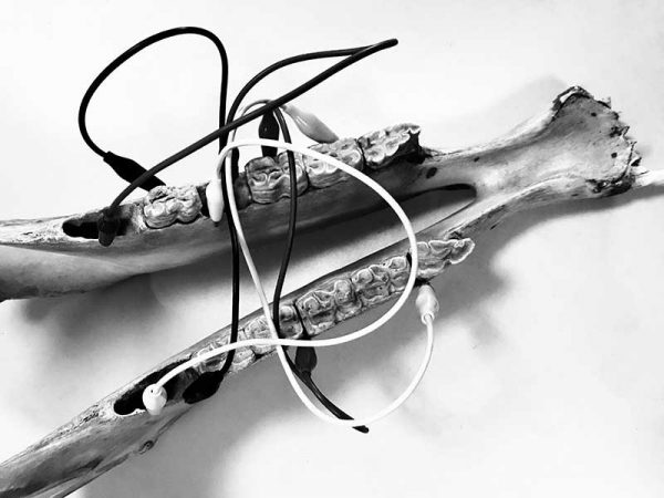 BETALEVEL » MASCULLAR